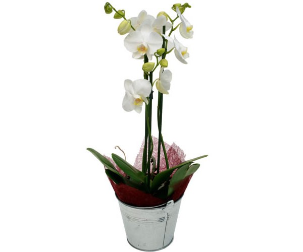 Bouquet de fleurs pour Anniversaire. - Florafrance